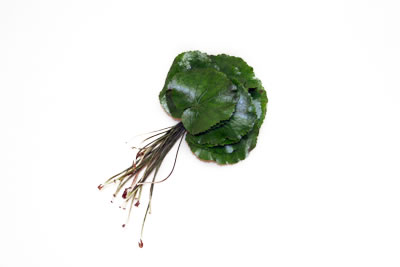 Foliage Imports of Central America: Galax