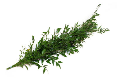 Foliage Imports of Central America: Italian Ruscus