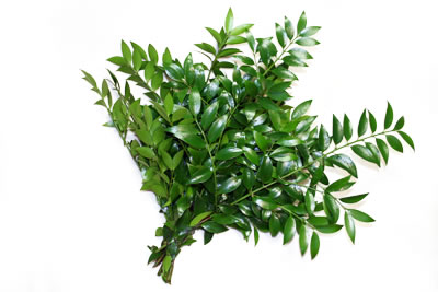 Foliage Imports of Central America: Nagi