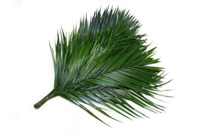 Foliage Imports of Central America: Teepee